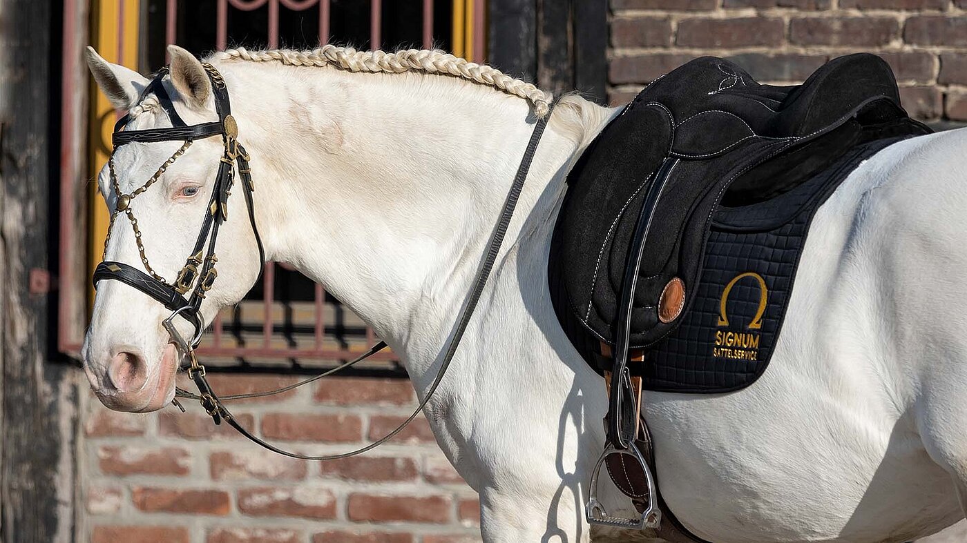 PADDLE & REITPADS - Signum Sattelservice