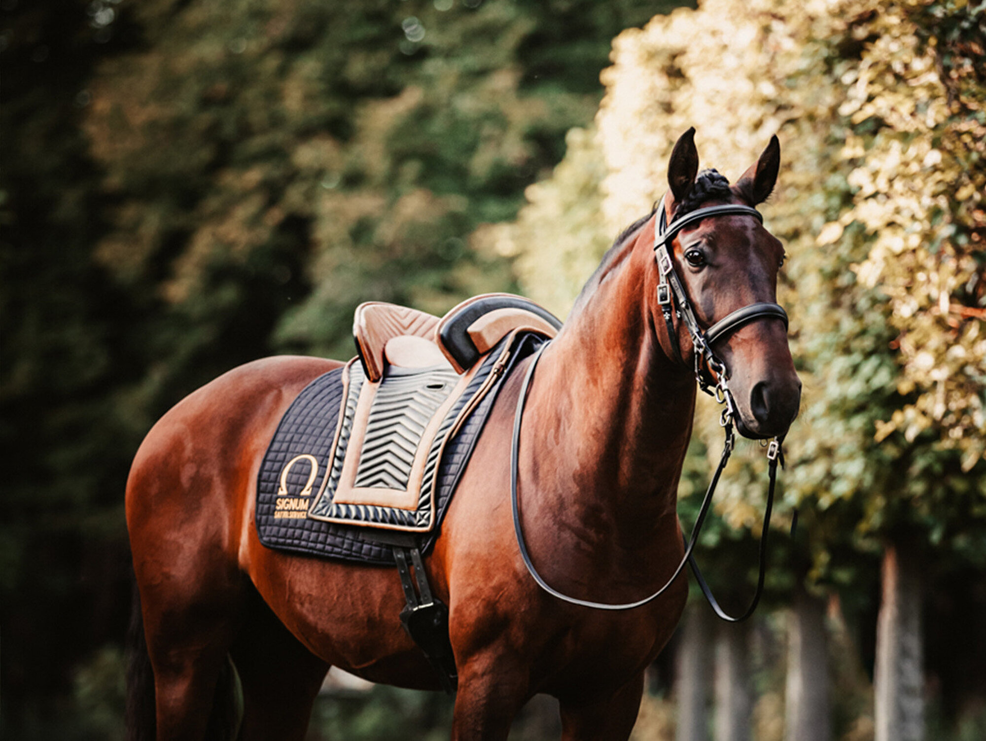 Barocksattel - Signum Sattelservice