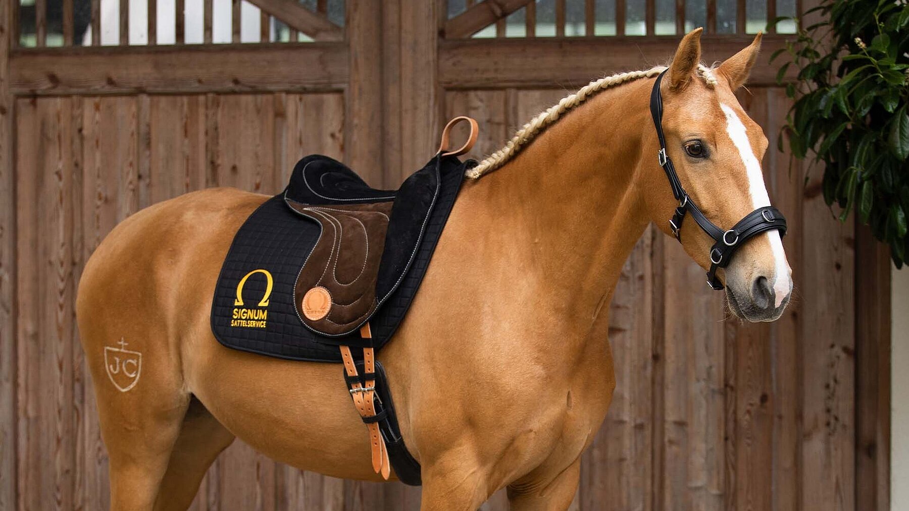 Maßsattel für junges Pferd - Signum Sattelservice