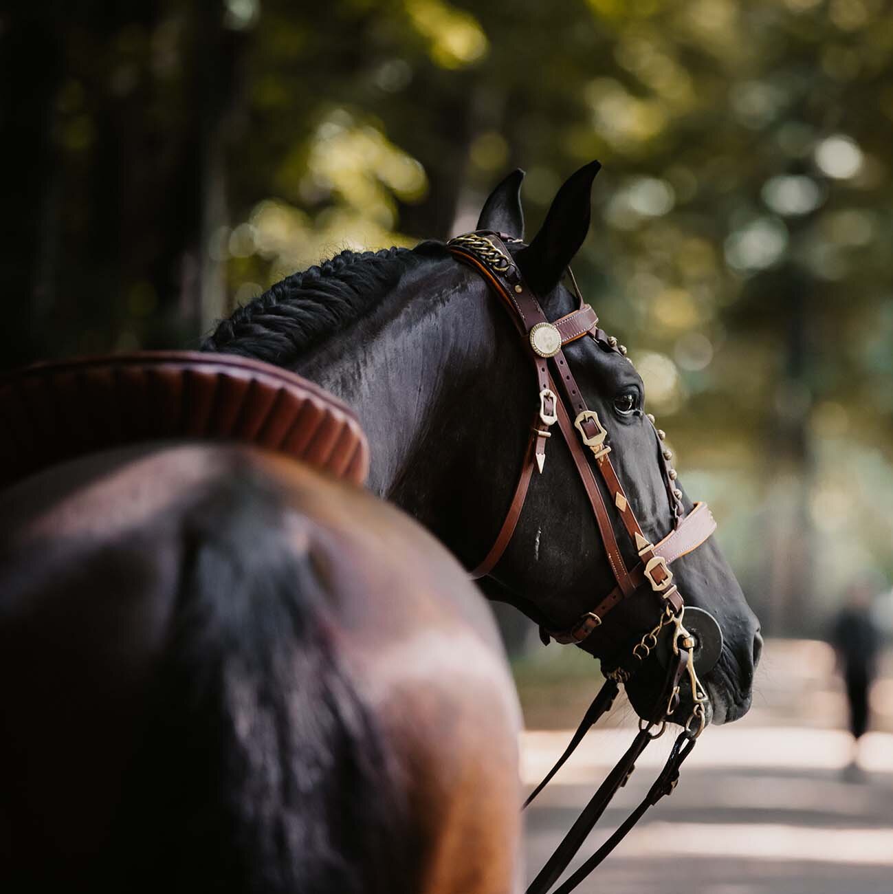 Spanischer Sattel - Signum Sattelservice