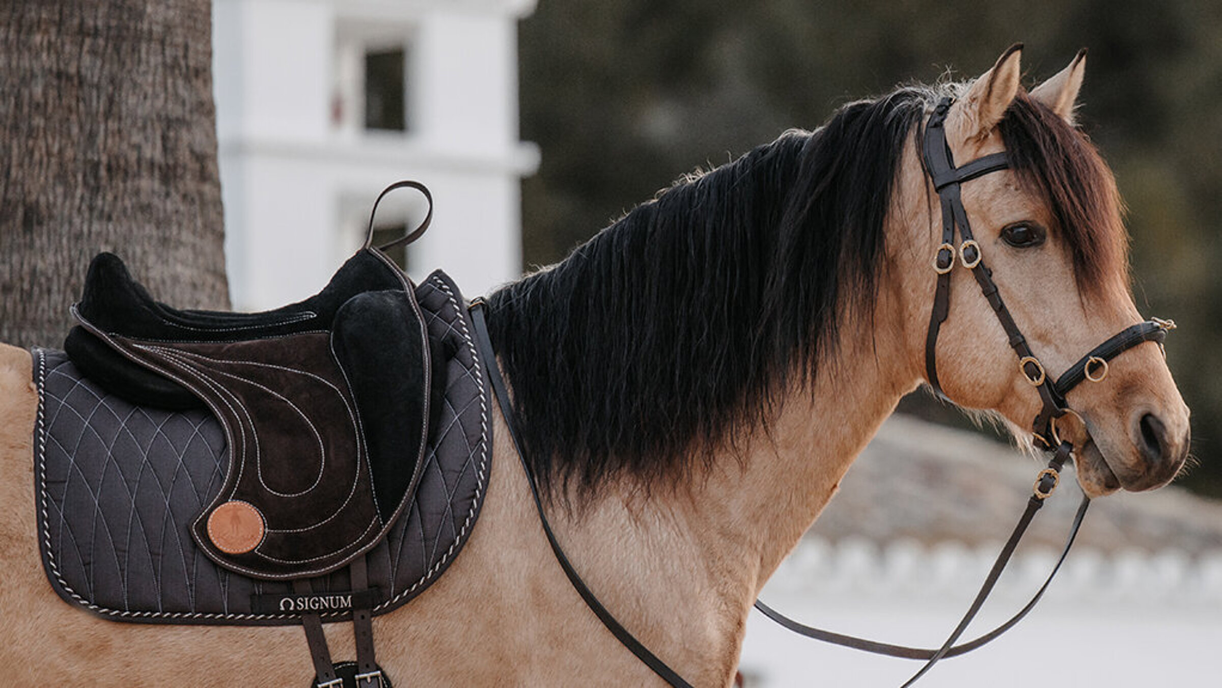 PADDLE & REITPADS - Signum Sattelservice