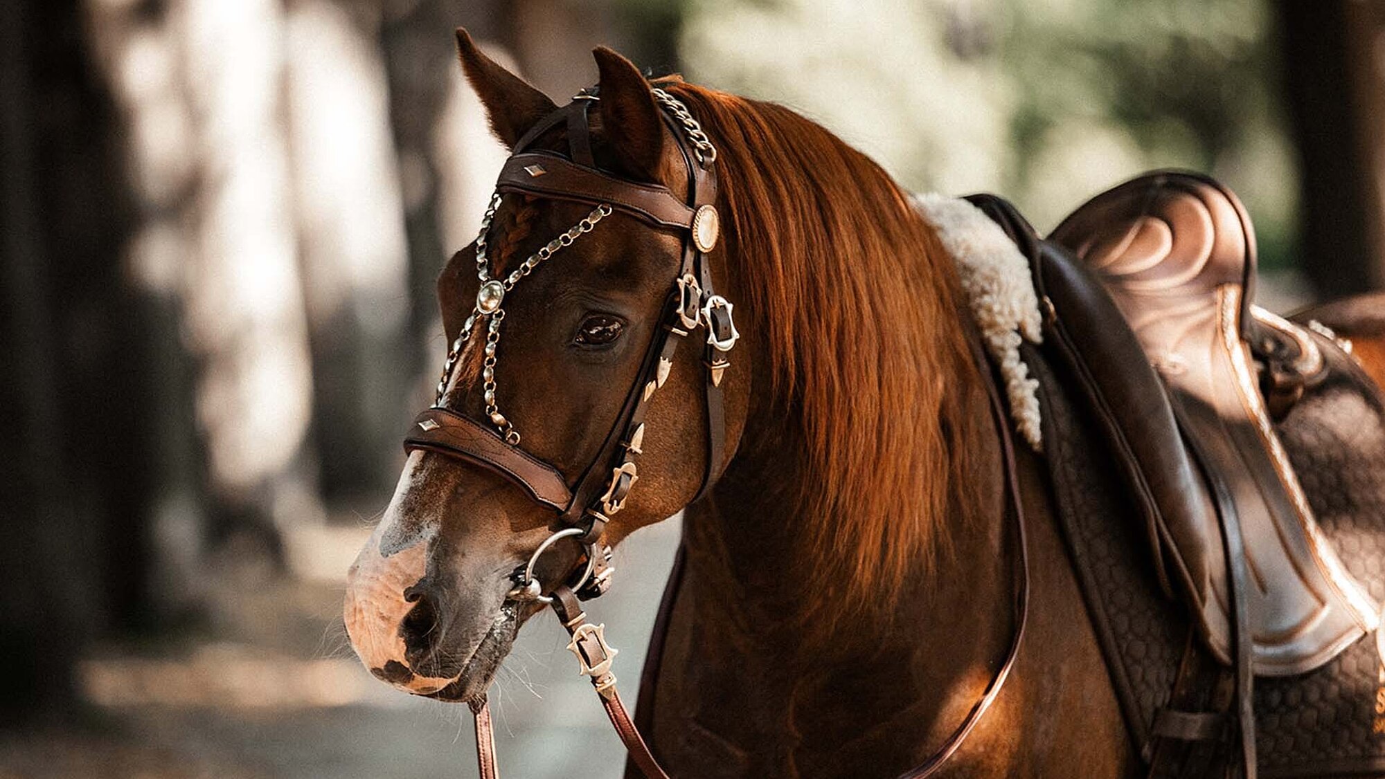 Sättel für unterschiedliche Pferdetypen - Signum Sattelservice