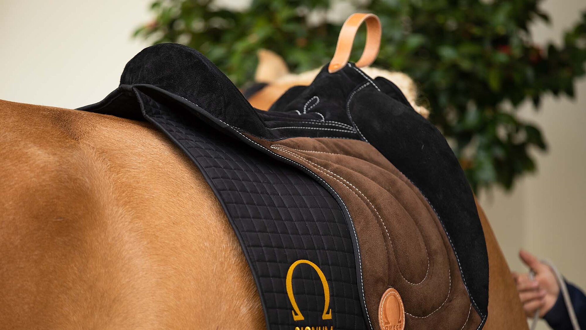 Baumloser Sattel - Signum Sattelservice